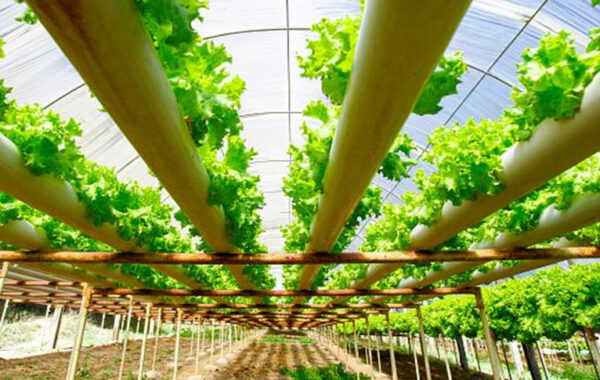 Hydroponics - Alternative Farming - Krushi Gyan
